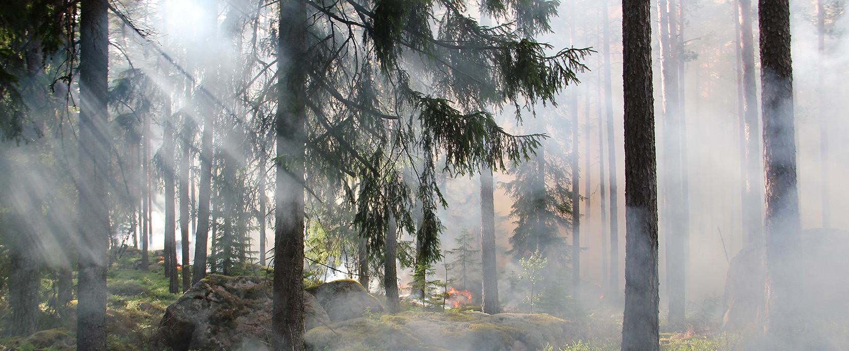 Wildfire Smoke: Understanding the Impact and Protecting Yourself